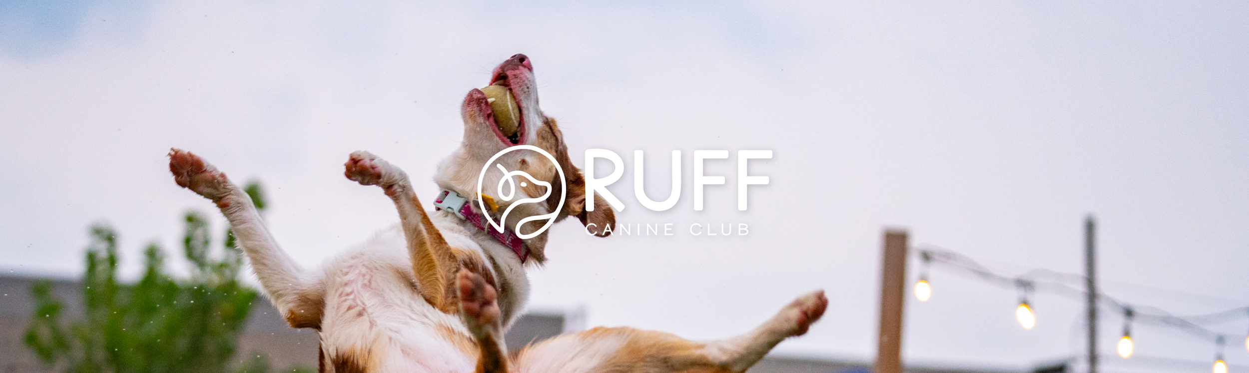 Ruff Canine Club: Playful and Polished Dog Park Bar — Campfire & Co. | Branding and Interior ...
