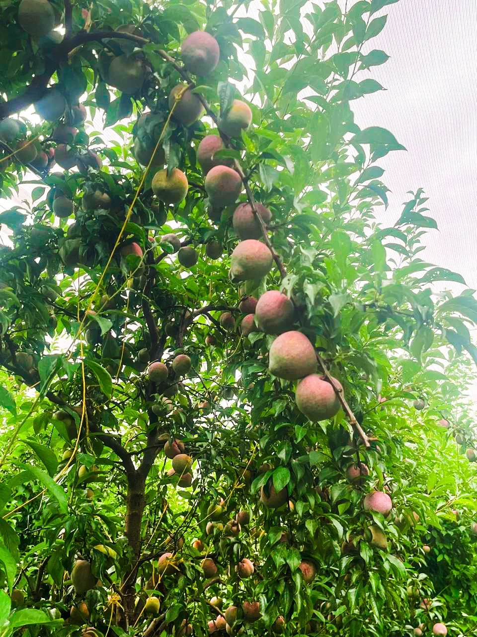 Plums — RuBisCO Fruit