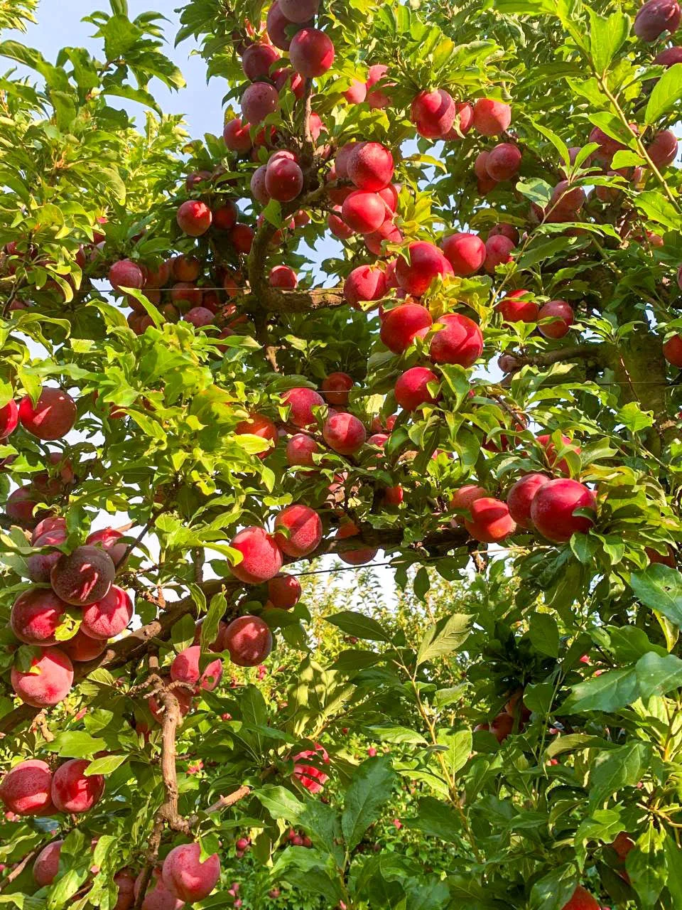Plums — RuBisCO Fruit