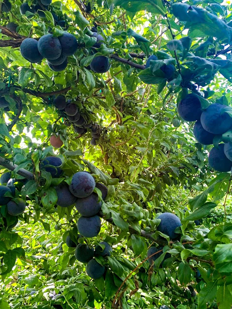 Plums — RuBisCO Fruit