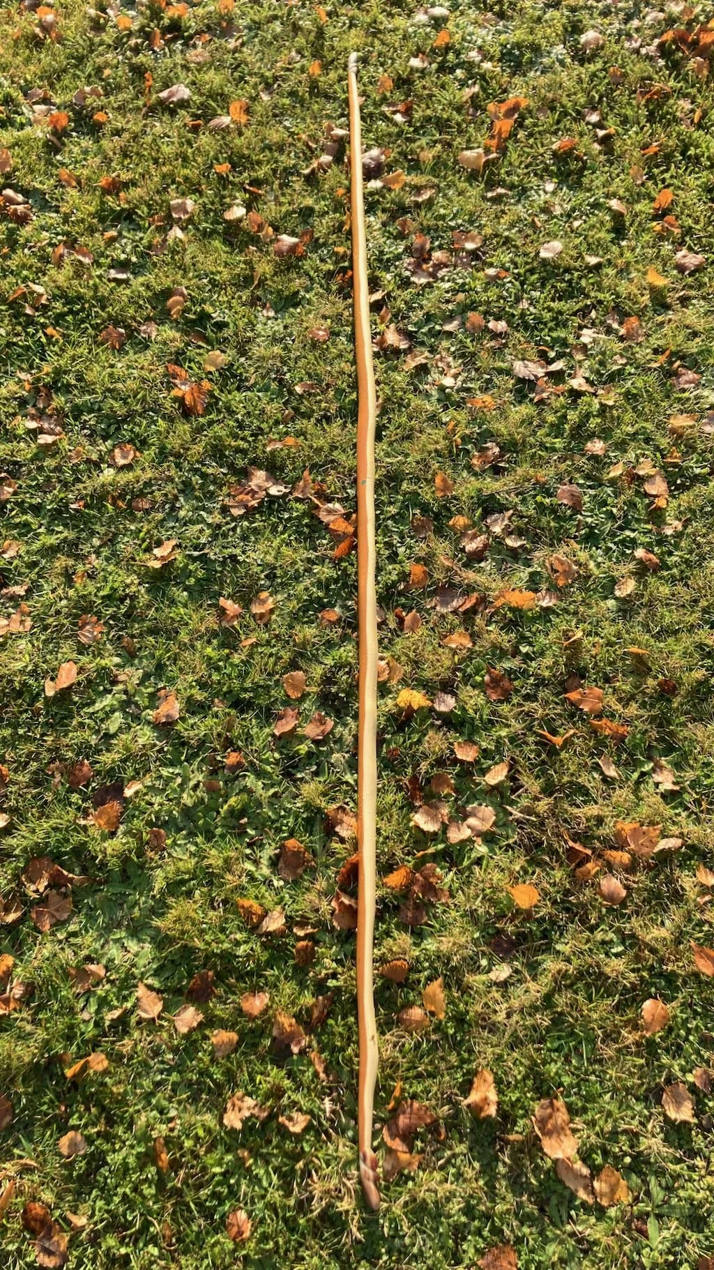 RedStringBows : English Longbows (Yew Self Bows)