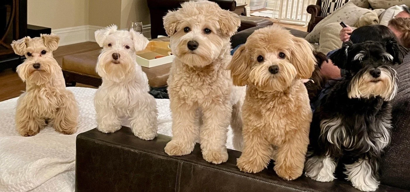 Toy Schnauzer Club of America