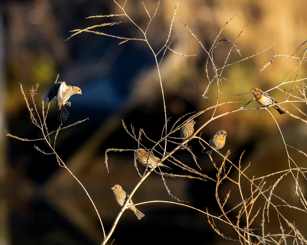 Visit — Petaluma River Park