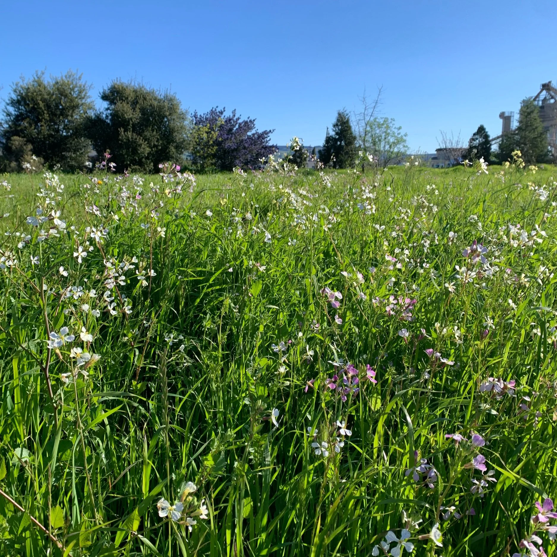 Calendar — Petaluma River Park