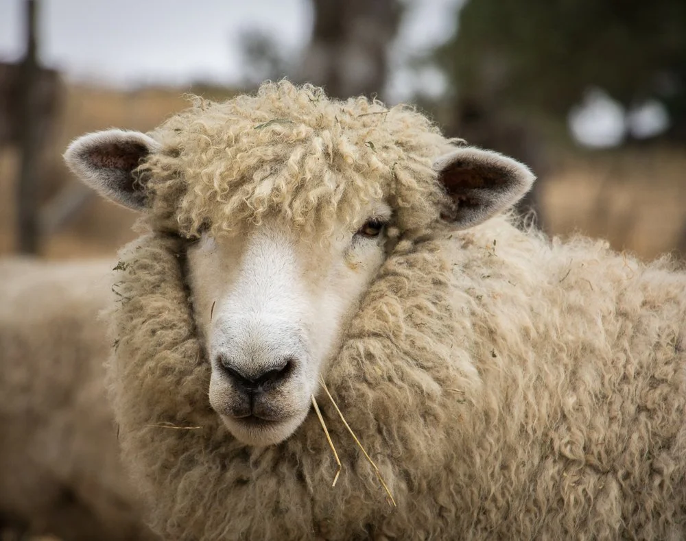 Sheep at the Petaluma River Park — Petaluma River Park