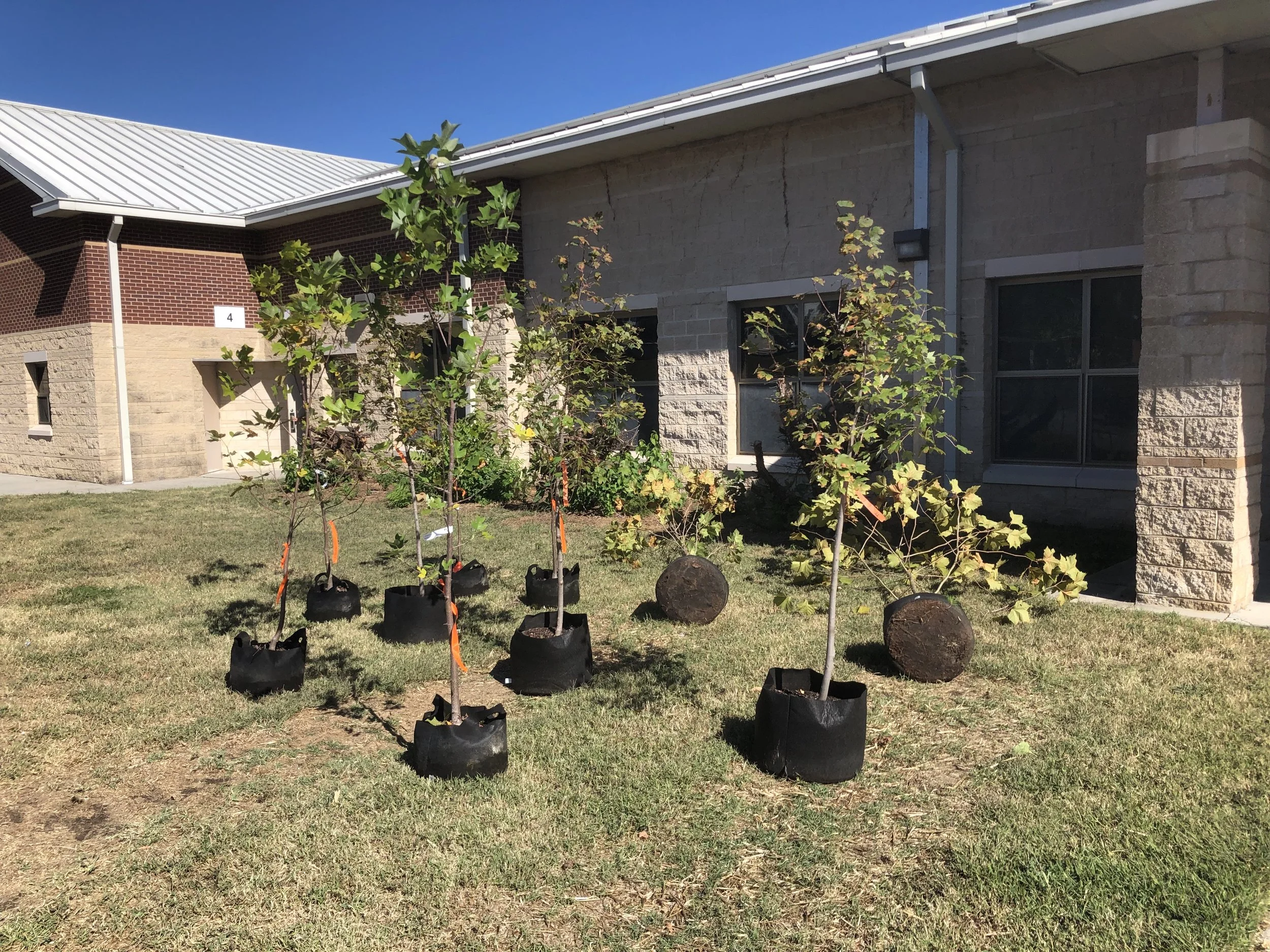 Greening Southside — Southside ReLeaf