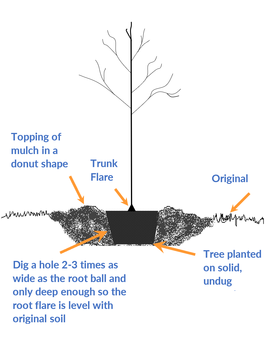 Tree Planting Guide | Learn & Plant Trees Today — Southside ReLeaf