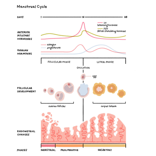 Libido Ups and Downs During the Menstrual Cycle — Female Health Education