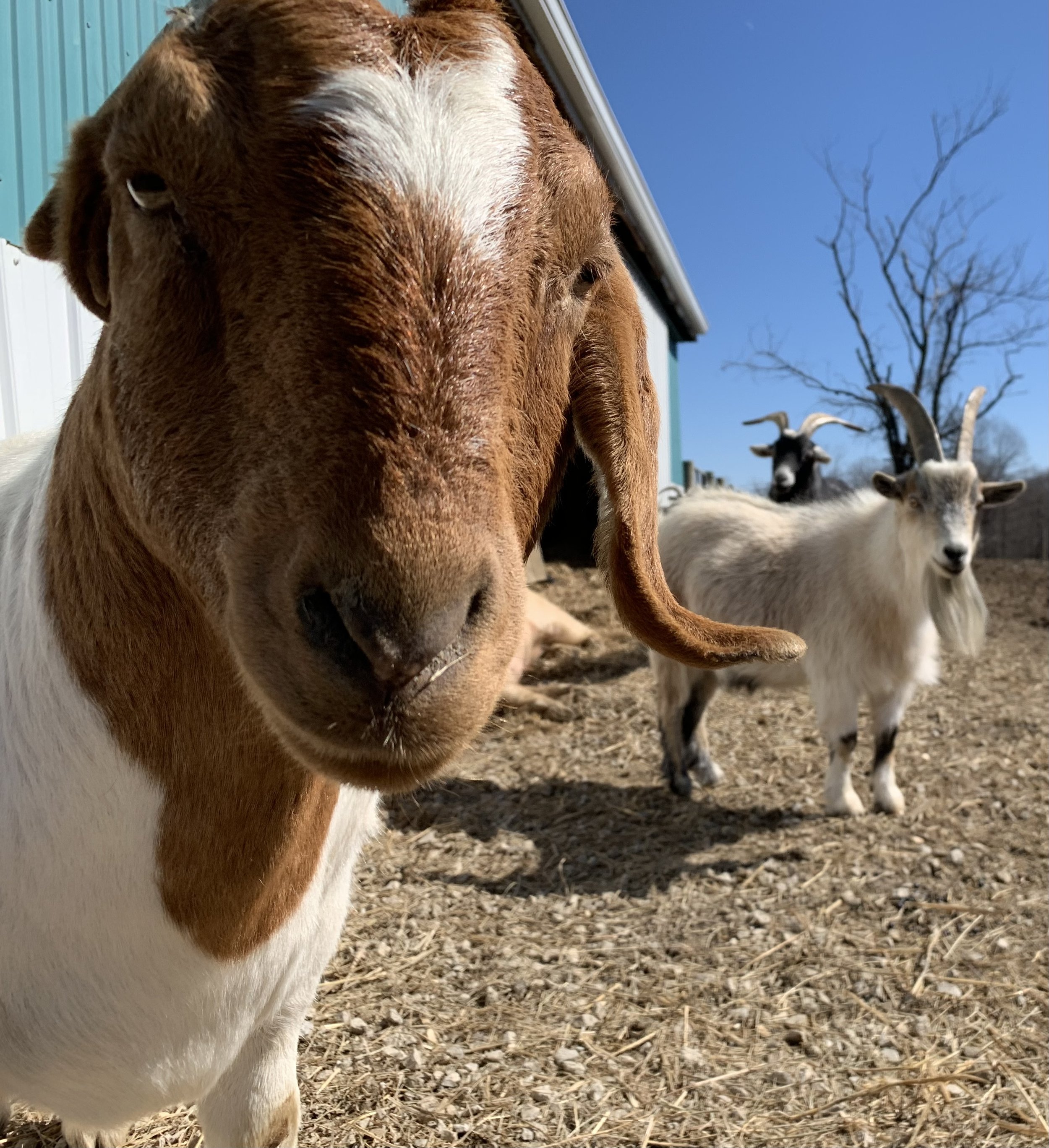 PEAK Animal Sanctuary