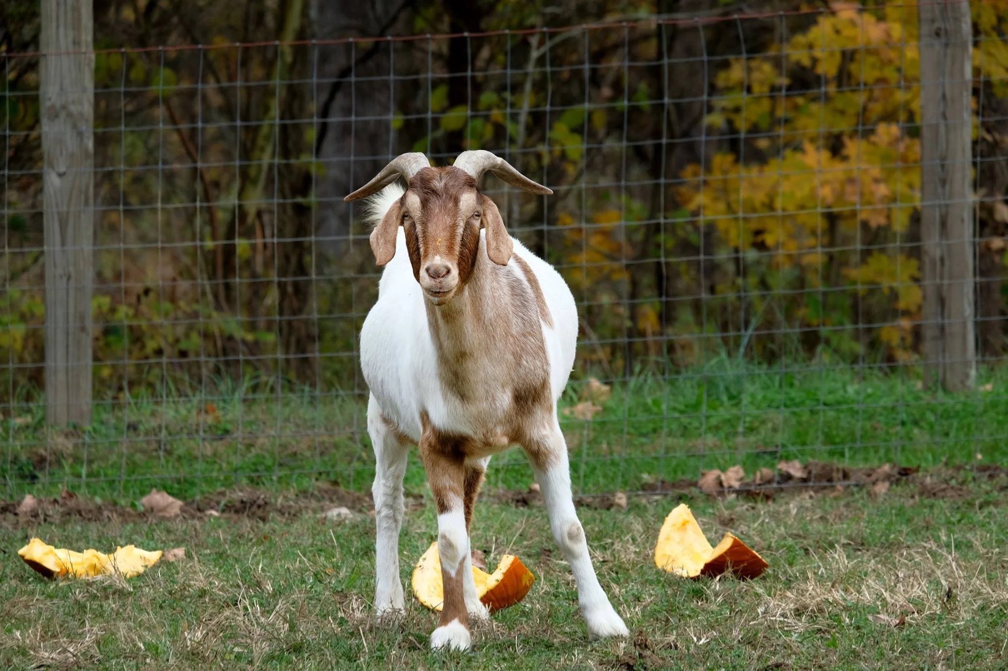 PEAK Animal Sanctuary