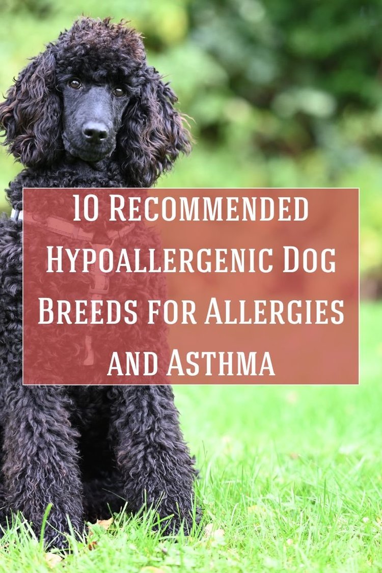 10 Recommended Hypoallergenic Dog Breeds for Allergies and Asthma ...