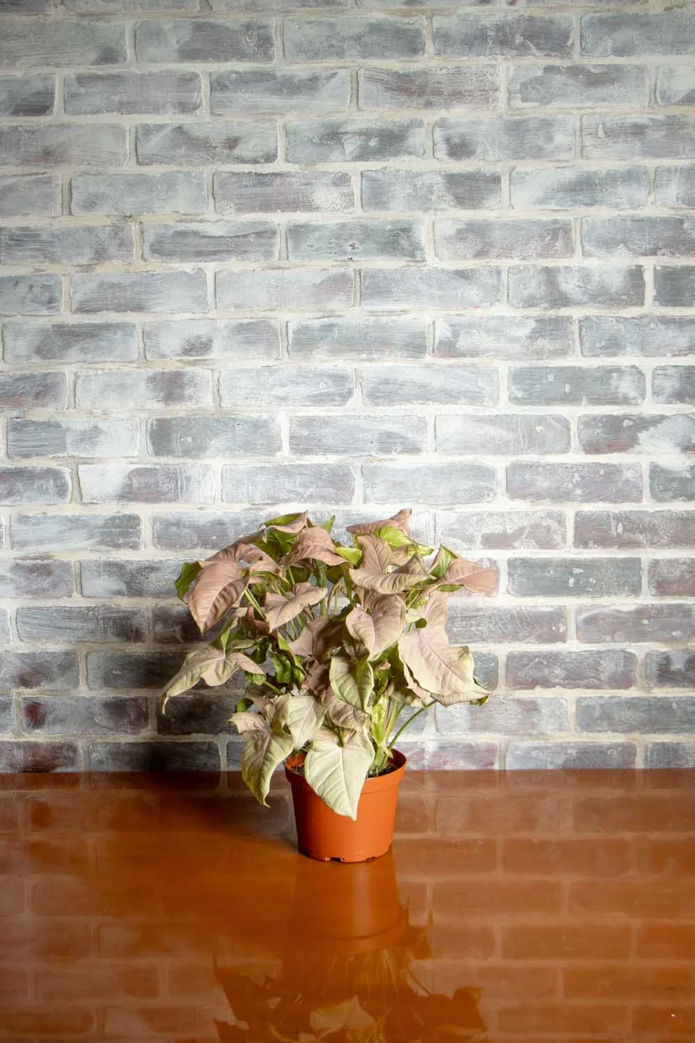Nephthytis (Arrowhead Plant) — Sunroom Plants