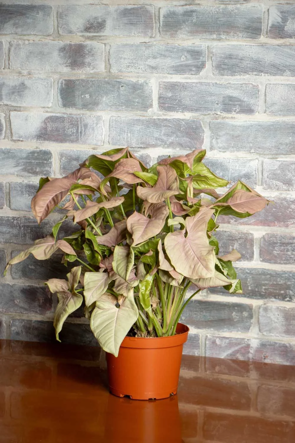 Nephthytis (Arrowhead Plant) — Sunroom Plants