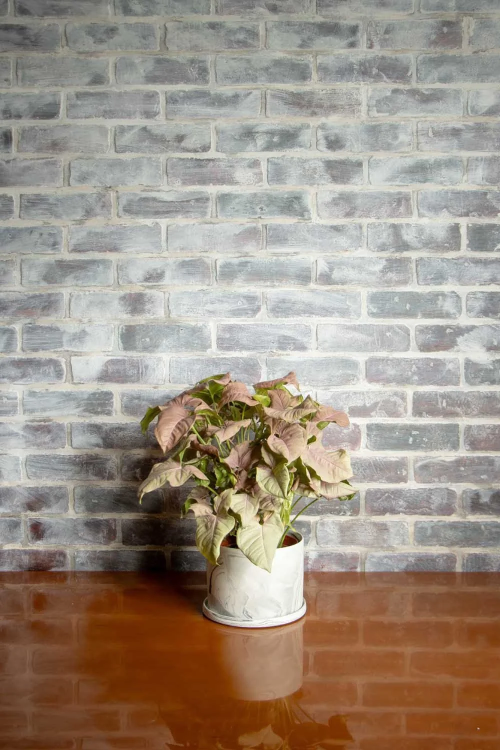 Nephthytis (Arrowhead Plant) — Sunroom Plants