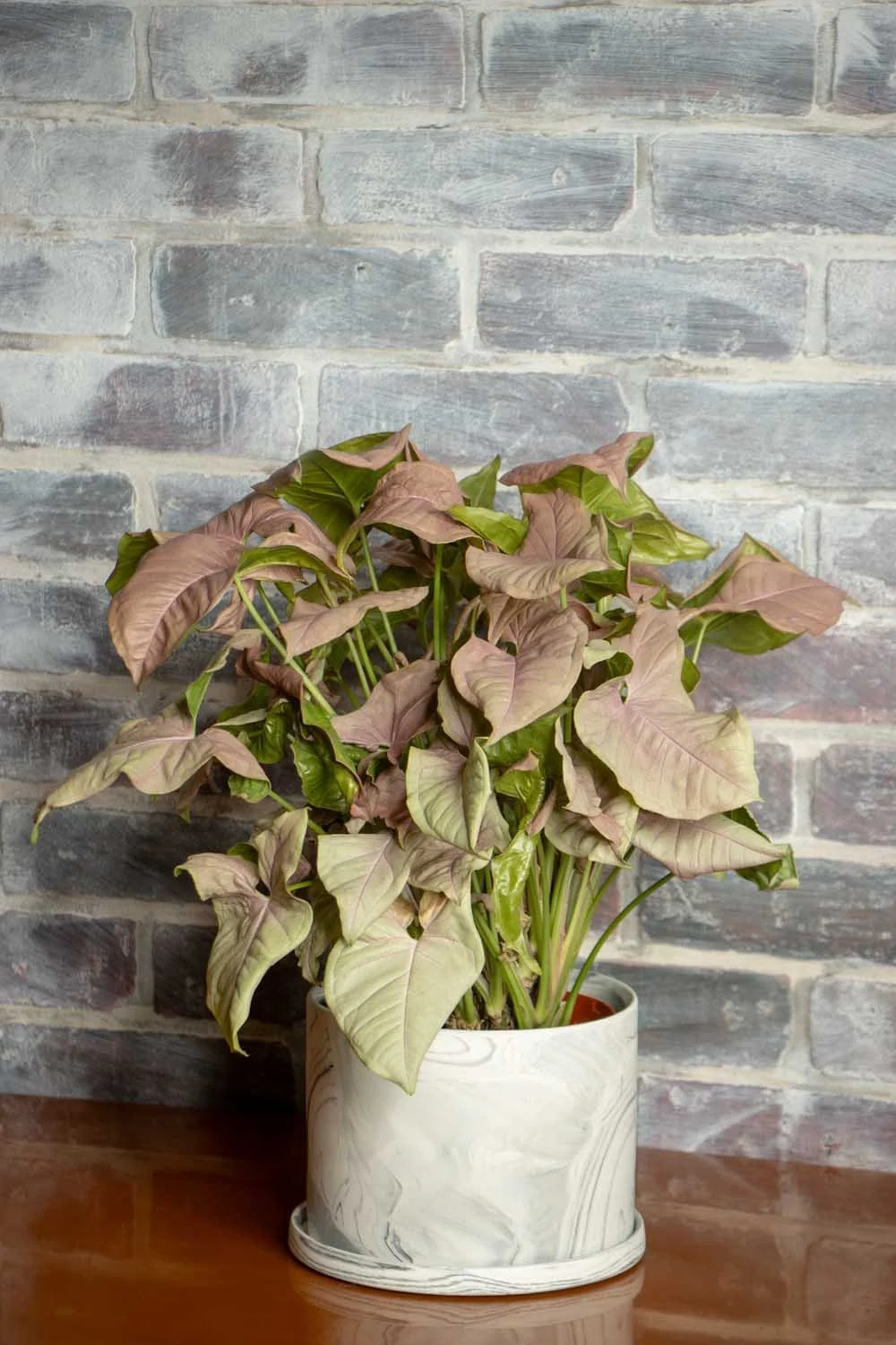 Nephthytis (Arrowhead Plant) — Sunroom Plants