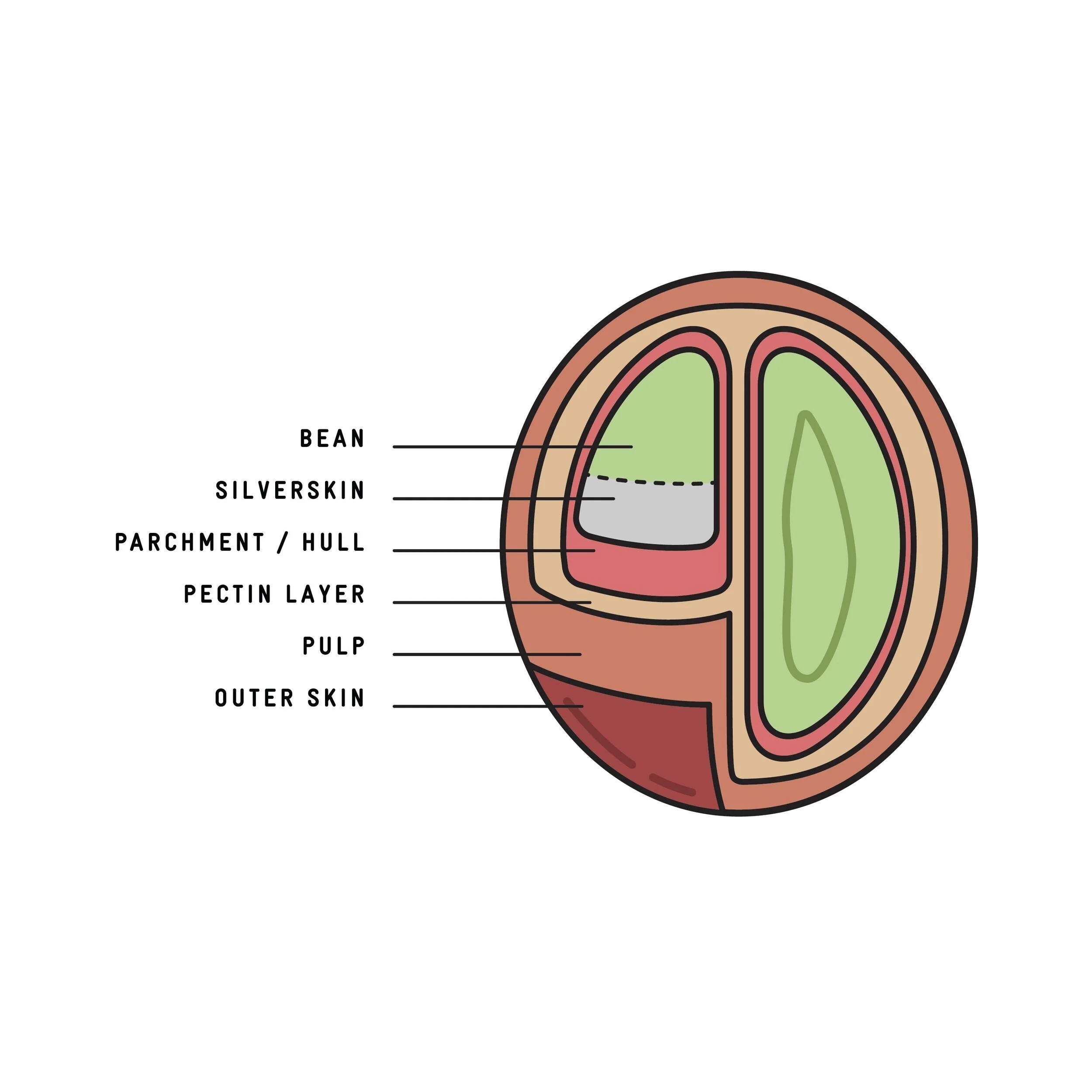 Beginners Guide To Coffee Processing — AJI Filter