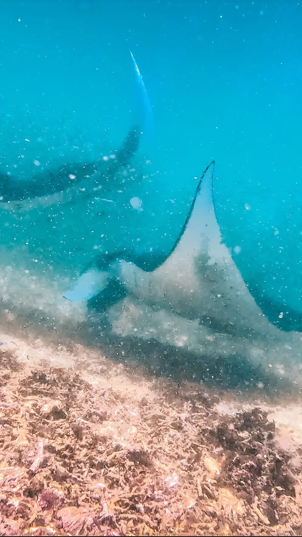 Sailing Ripple Effect