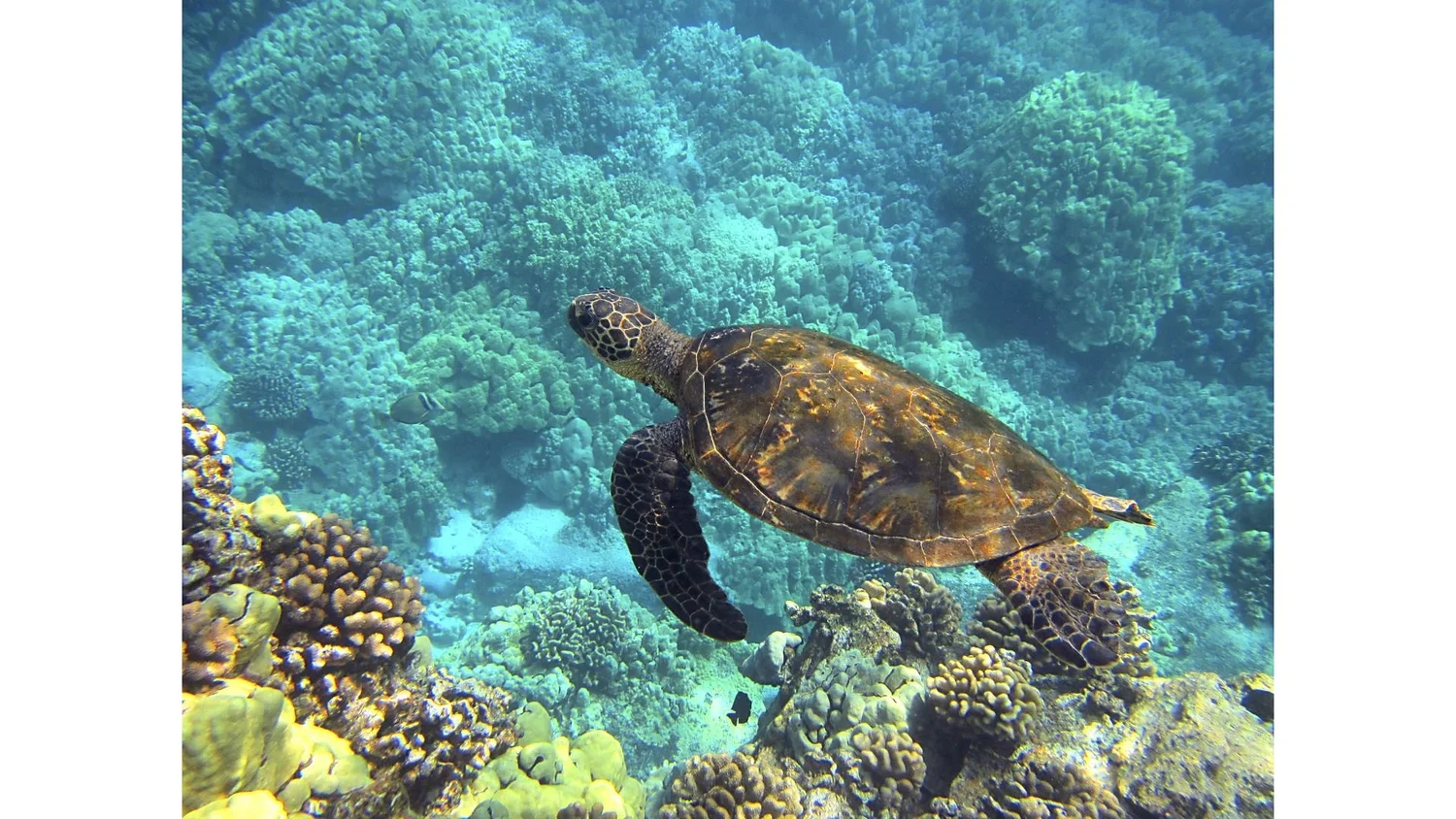 Defib Hawaii is your training center for CPR, BLS, ACLS, and PALS in Hawaii