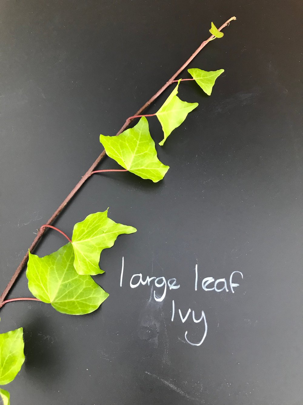 Seasonal Foliage for Sale — Little Ware Foliage