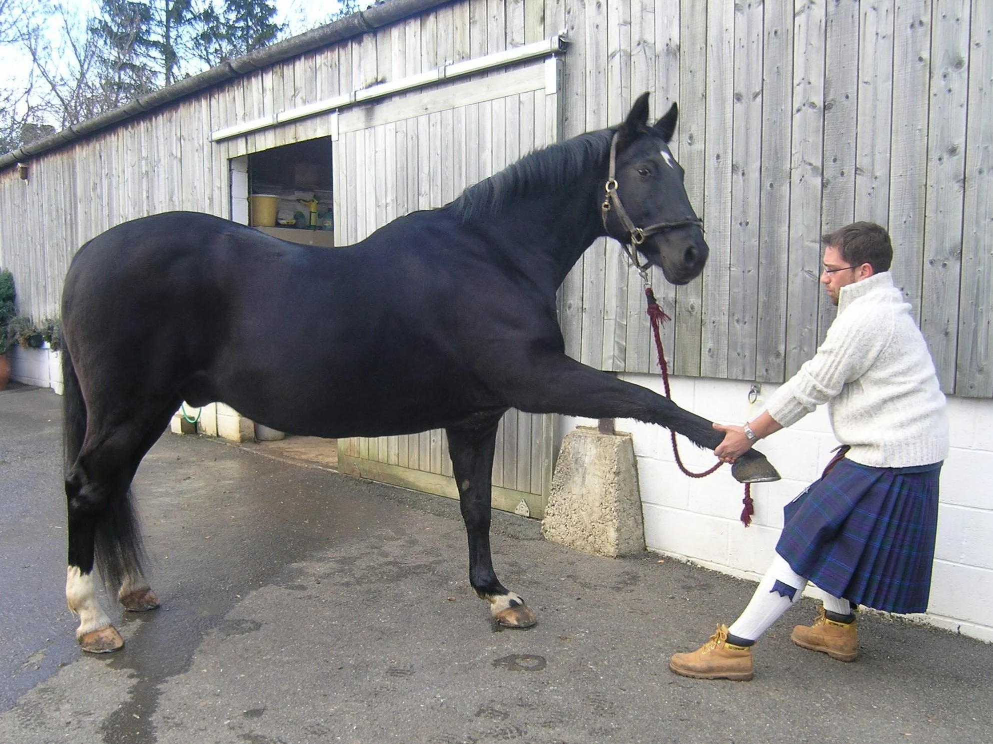 Animal Osteopathy — The Maple Tree Clinic
