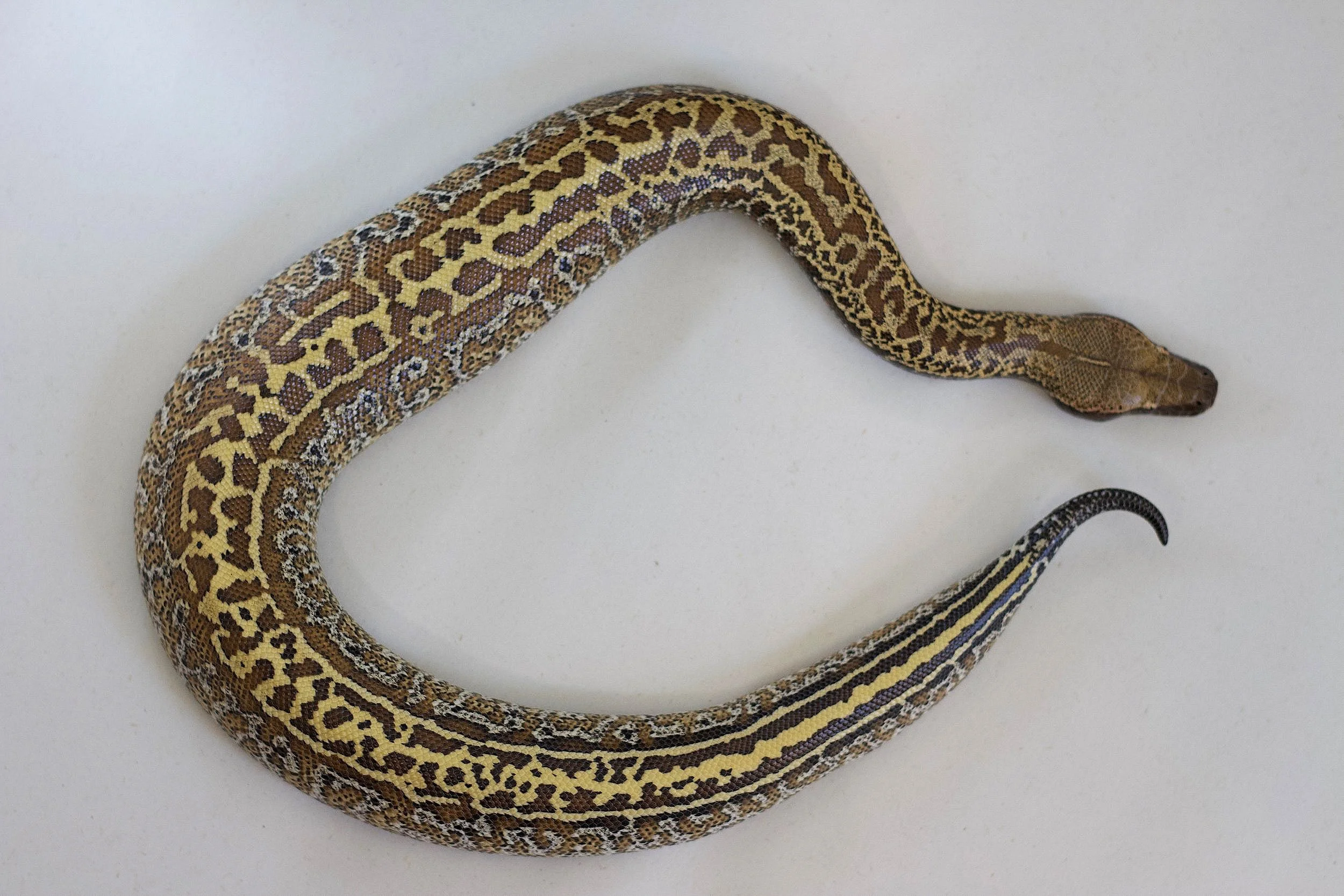 Blood Pythons-The Scarlet Society