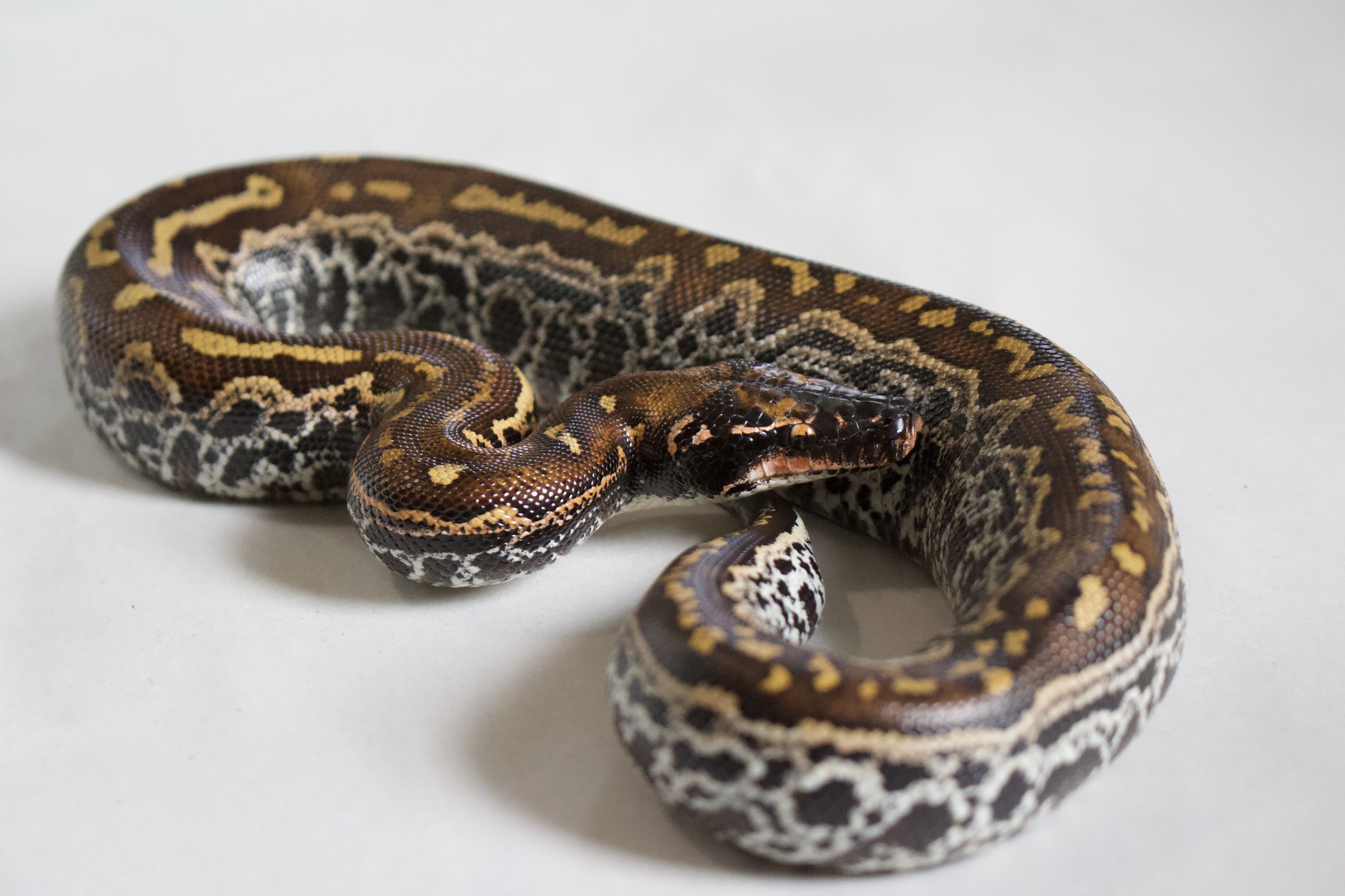 Blood Pythons-The Scarlet Society