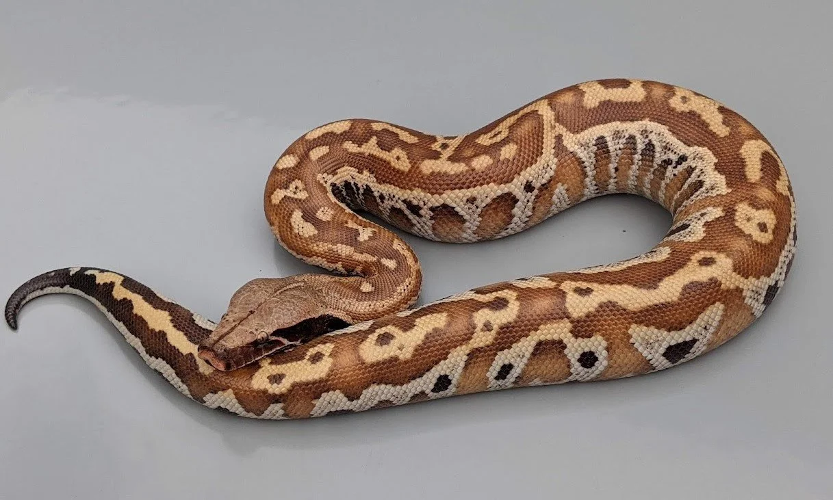 Blood Pythons-The Scarlet Society