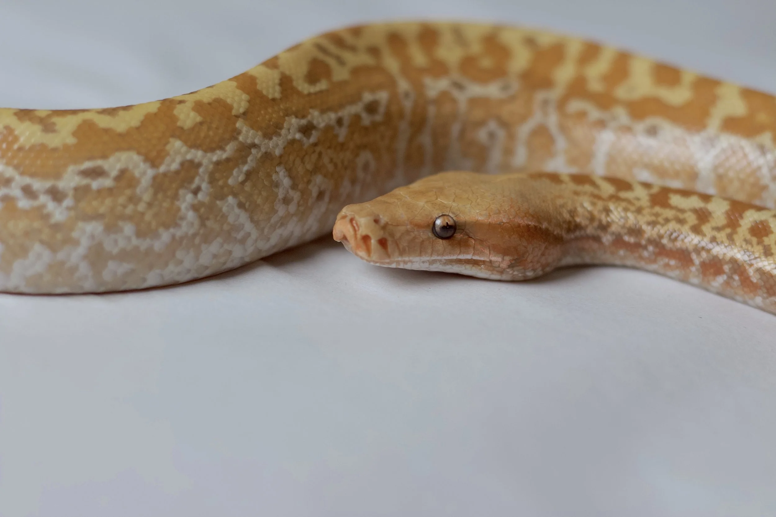 Blood Pythons-The Scarlet Society