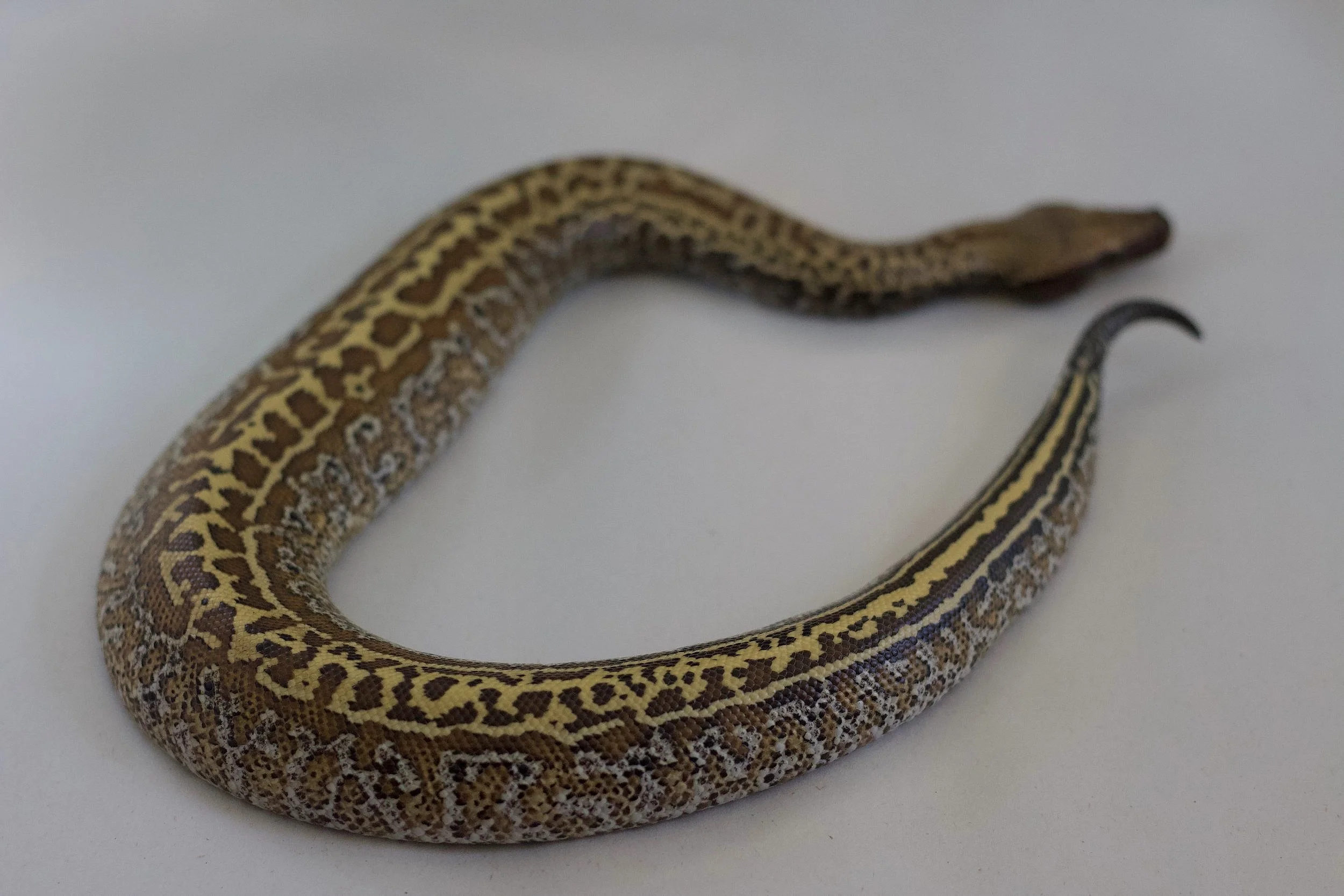 Blood Pythons-The Scarlet Society