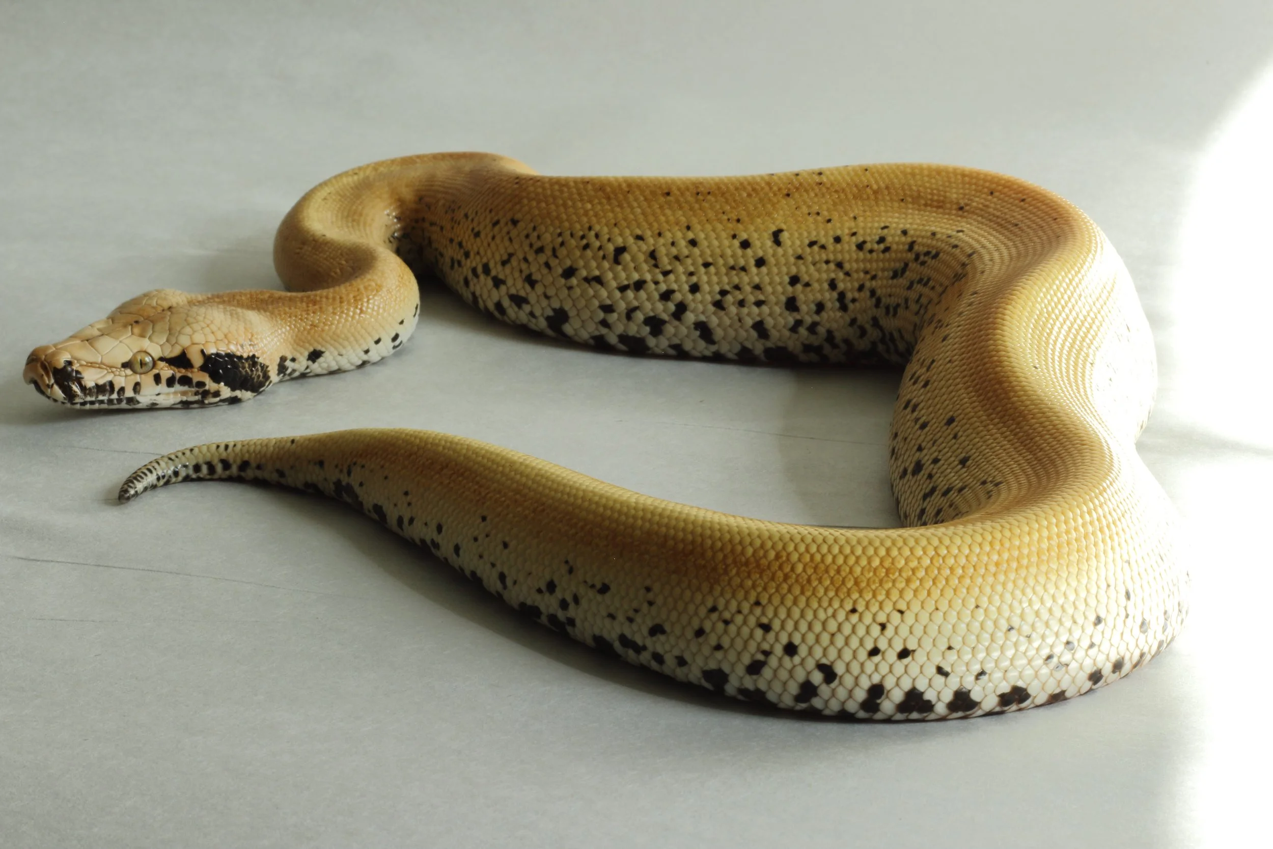 Blood Pythons-The Scarlet Society