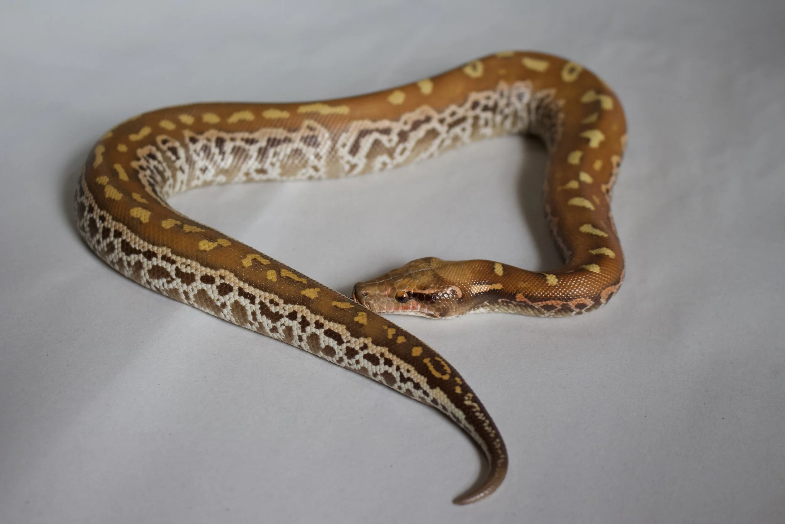 Blood Pythons-The Scarlet Society