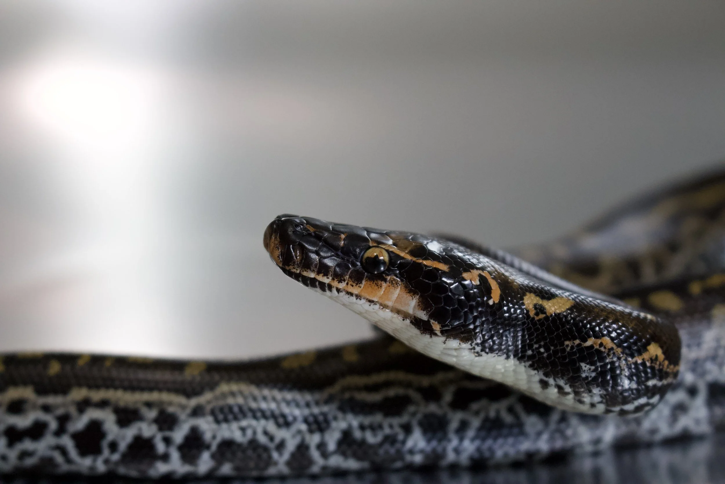 Blood Pythons-The Scarlet Society