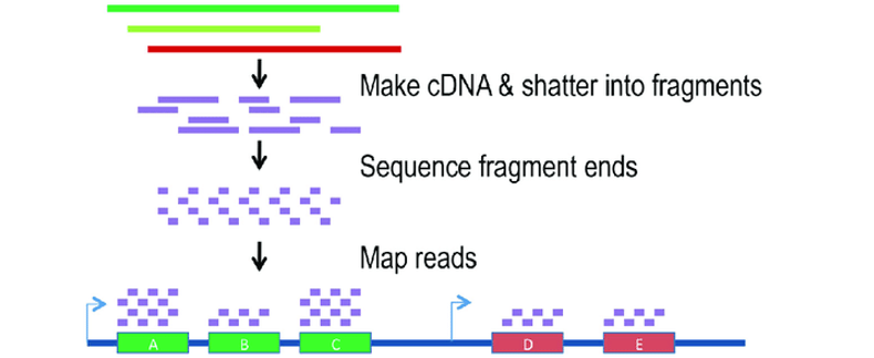 What is RNA-Sequencing, and what does it tell us? — RNA Seq Analysis ...