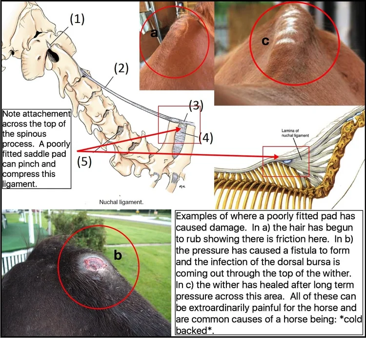 Saddle Damage Part 2 – Saddle Pads: Grading on the Curve — Saddlery ...