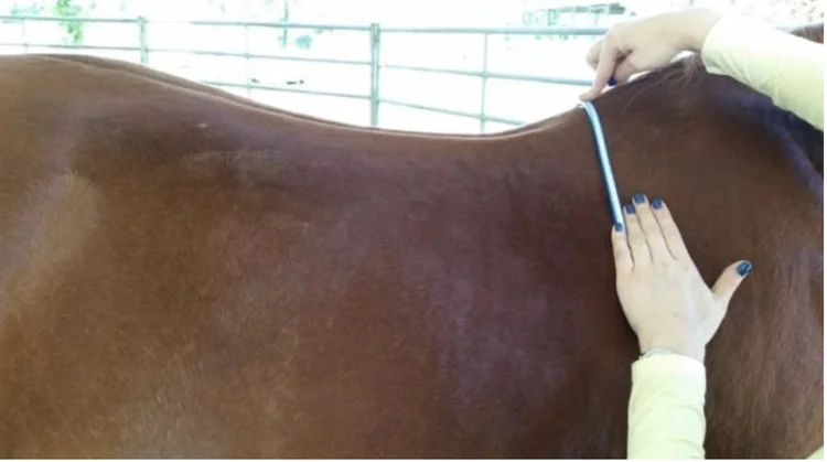 Tracing Instructions — Saddlery Solutions