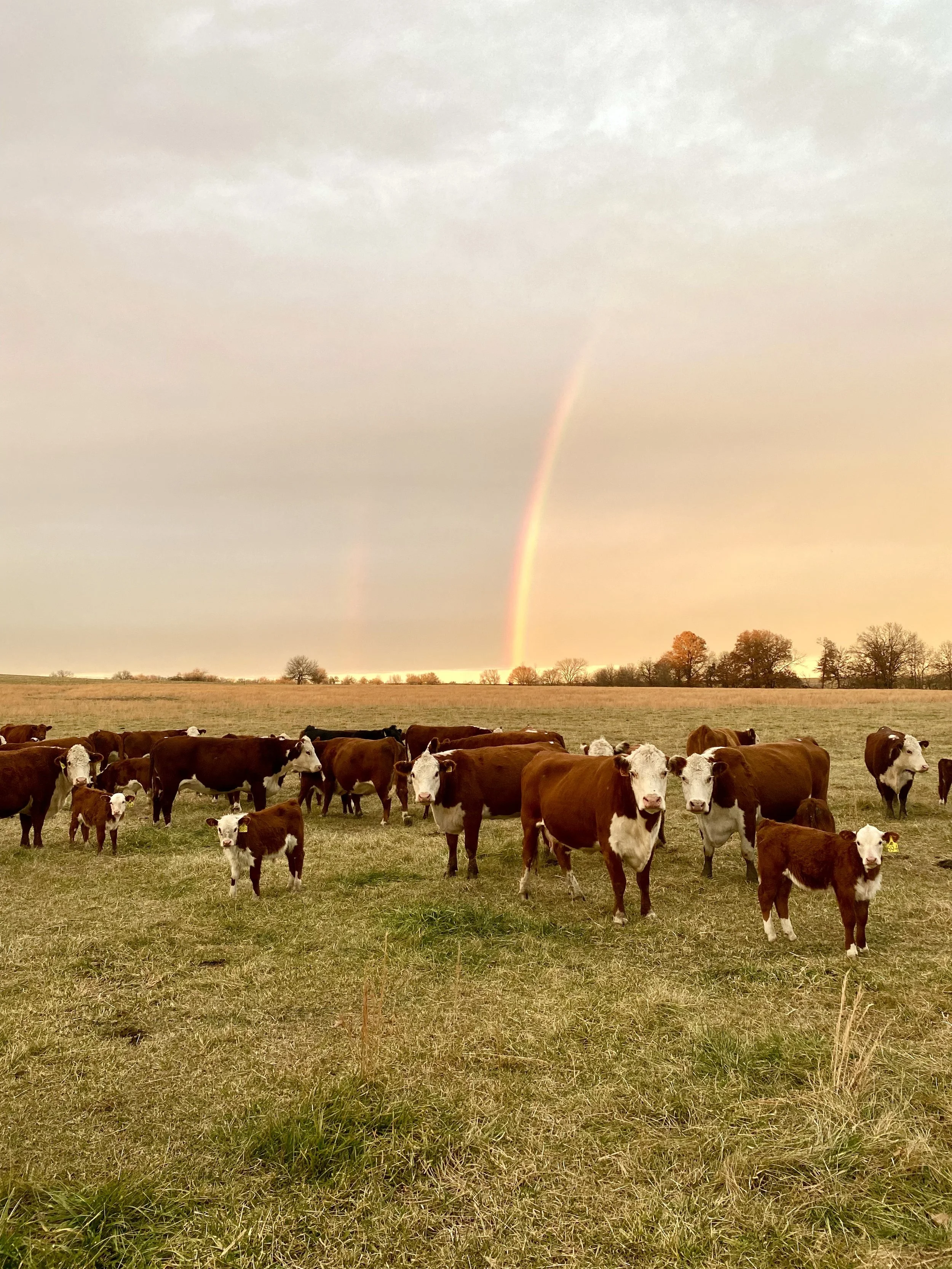 Midnightcattletags.com