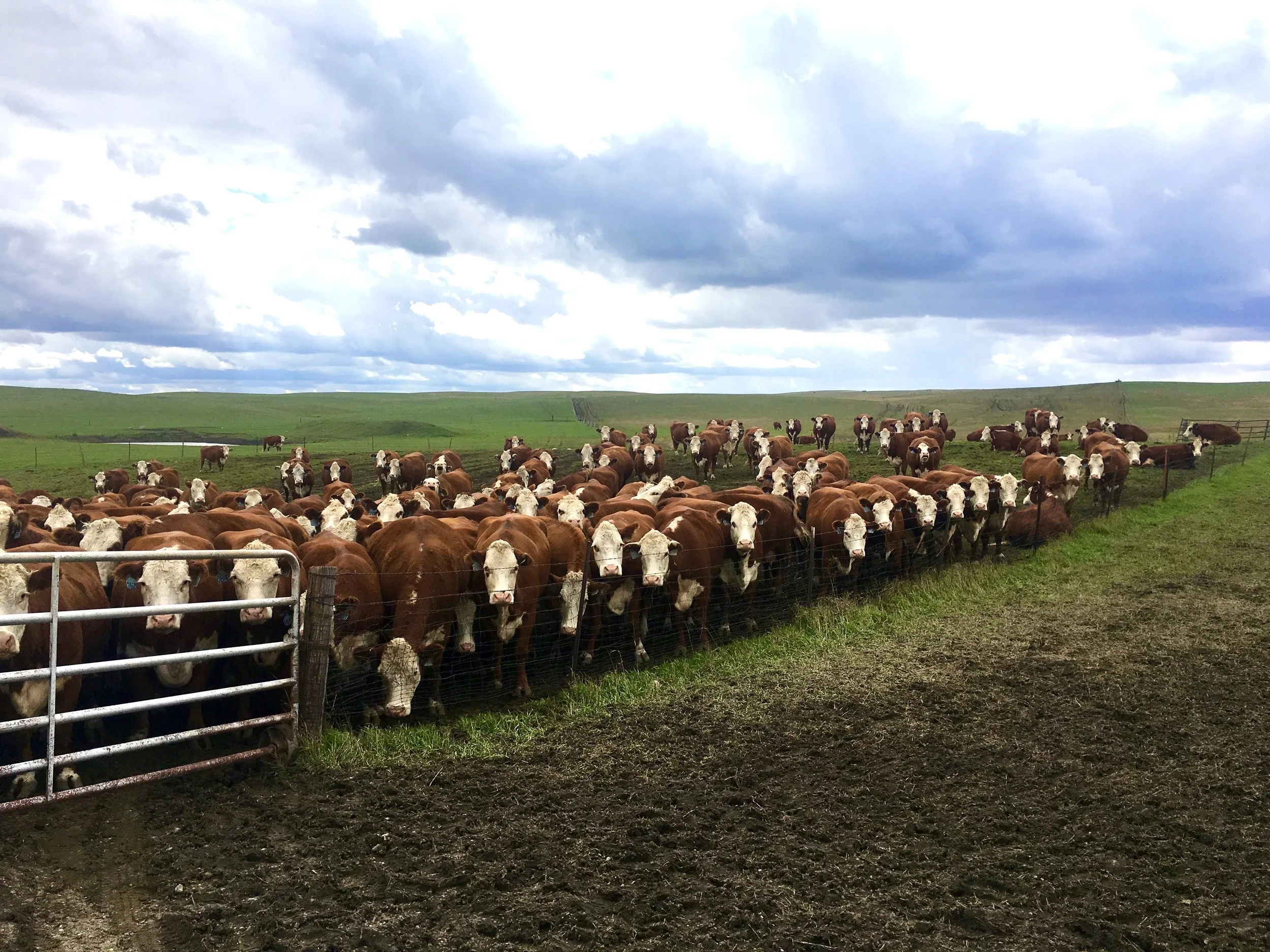 Midnightcattletags.com