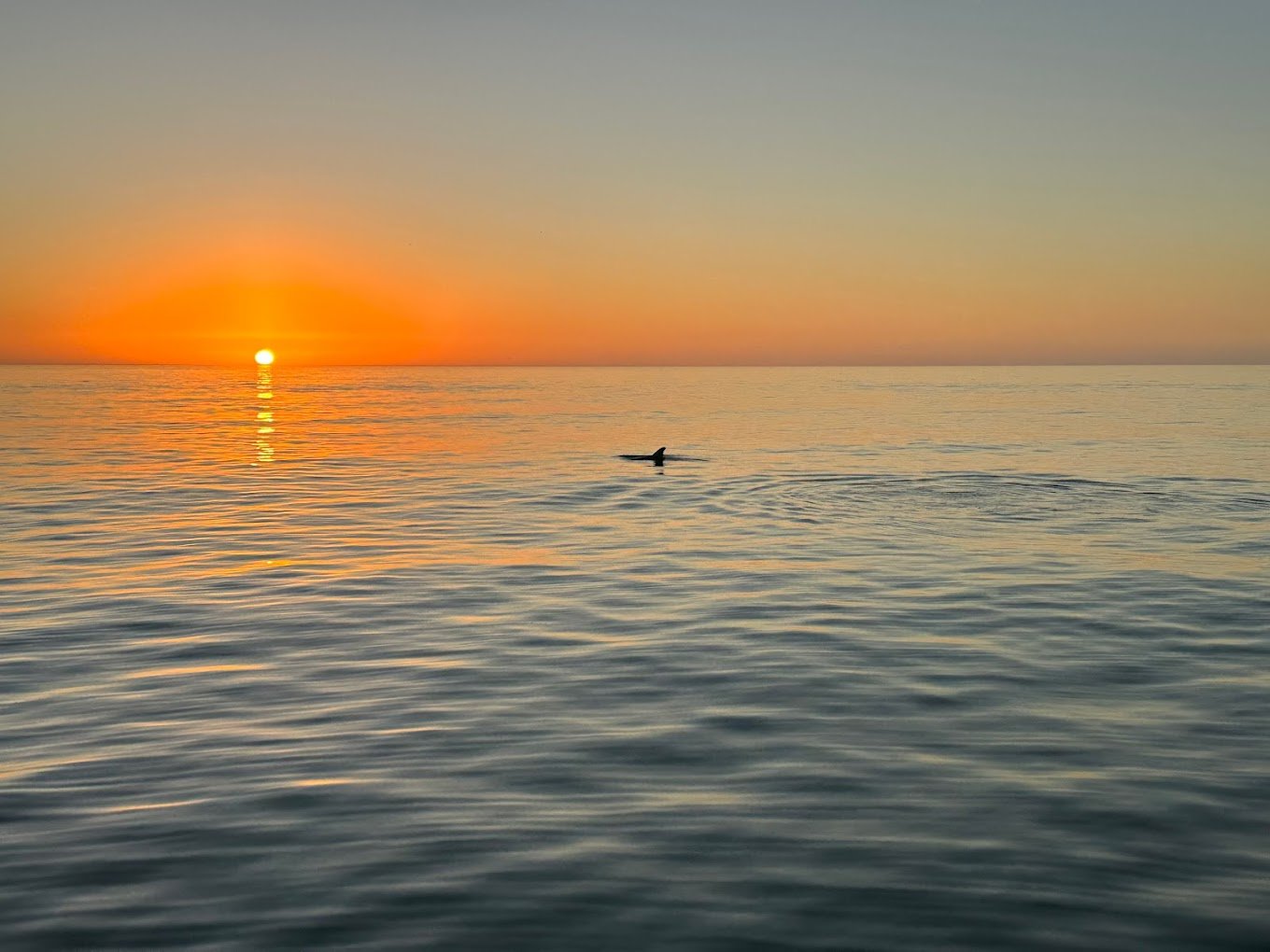 BEST Dolphin & Sunset Tours in Clearwater! Flippers Fun Boat — Flippers ...