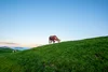Rural Women New Zealand