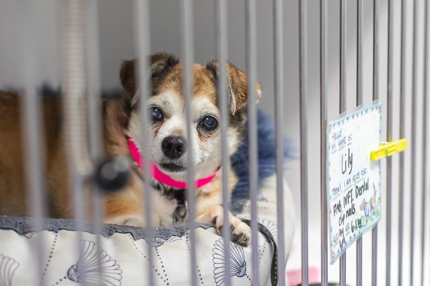 Veterinary Services | Marshall & Pringle PETMED