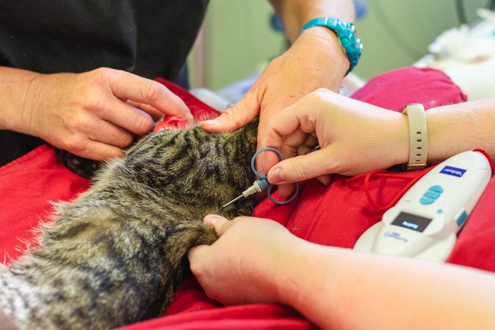 Microchipping | Marshall & Pringle PETMED