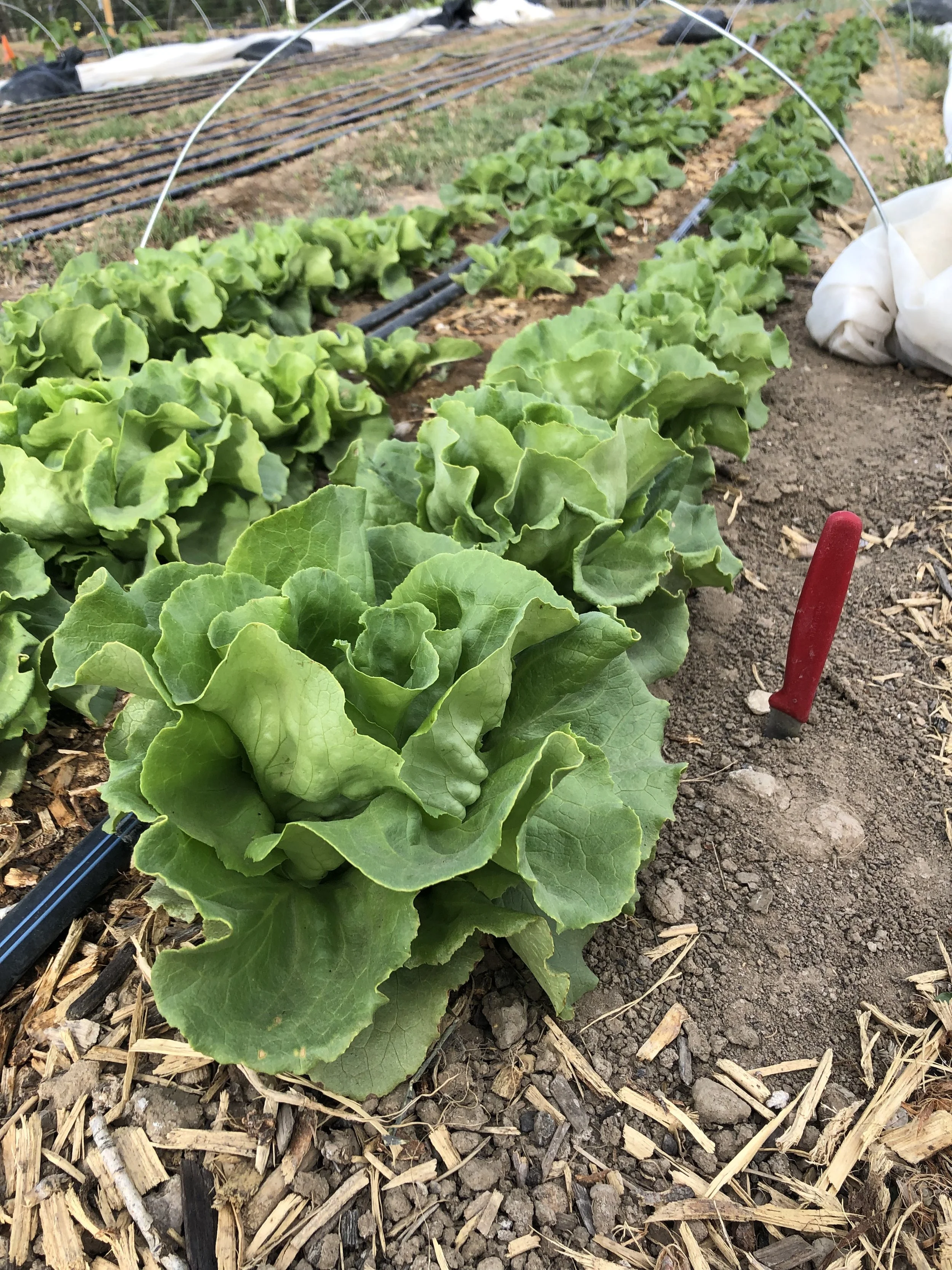 CSA — Sandy Seed Farm