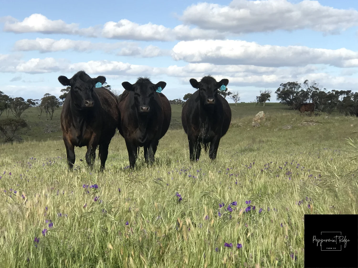 Peppermint Ridge Farm Co - Adelaide Hills