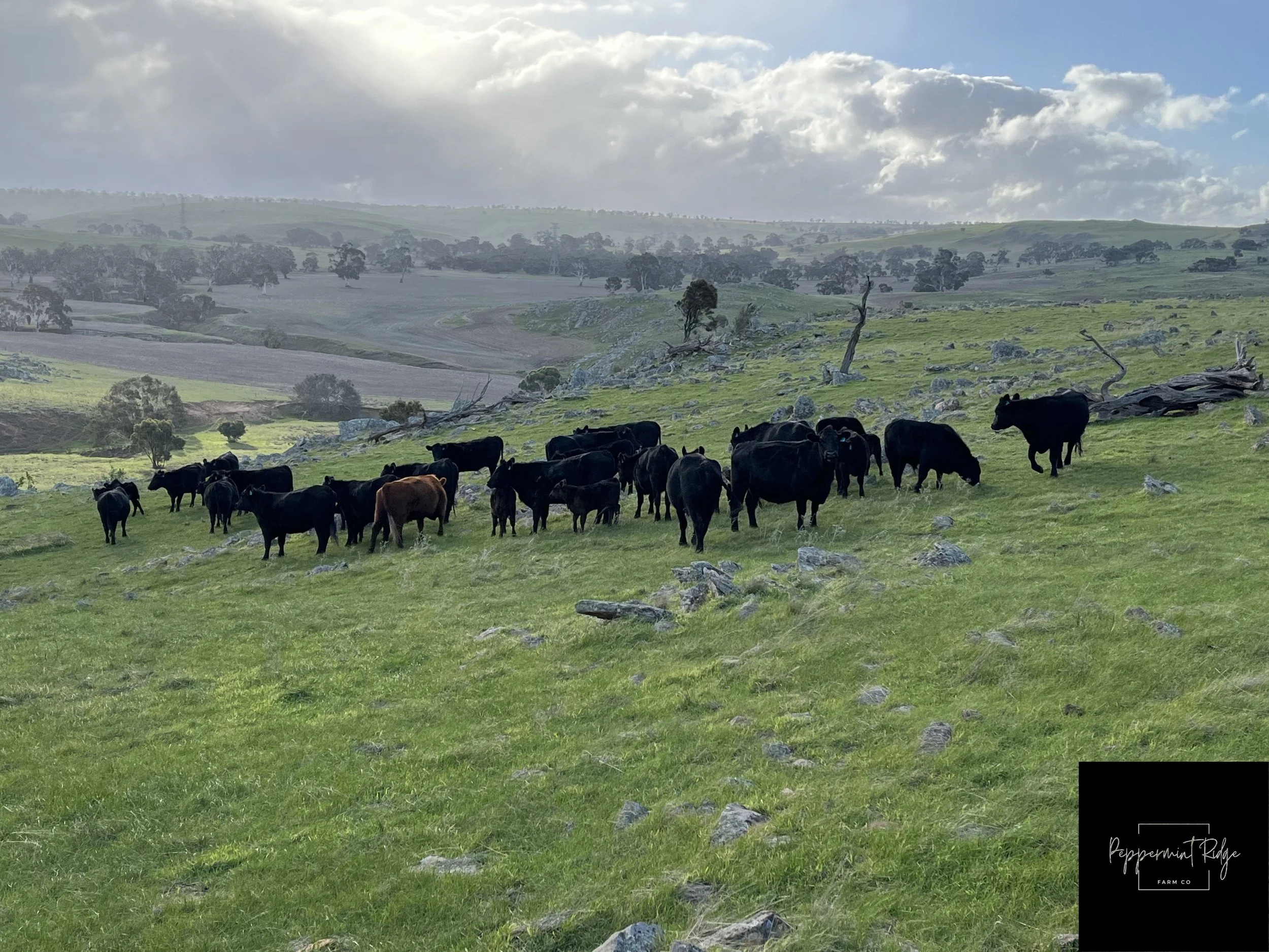 Farmers Markets — Peppermint Ridge Farm Co - Adelaide Hills