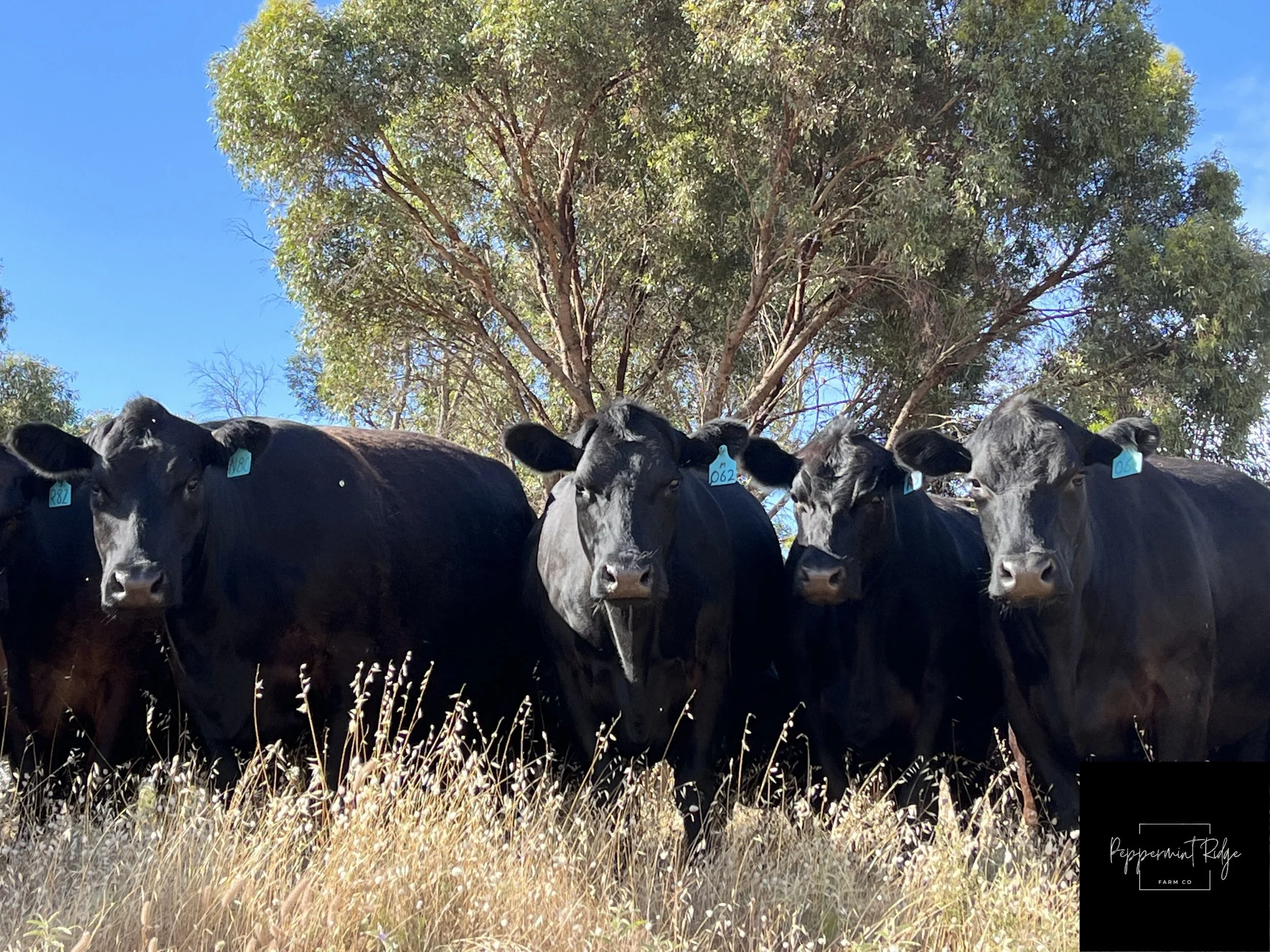 Store — Peppermint Ridge Farm Co - Adelaide Hills