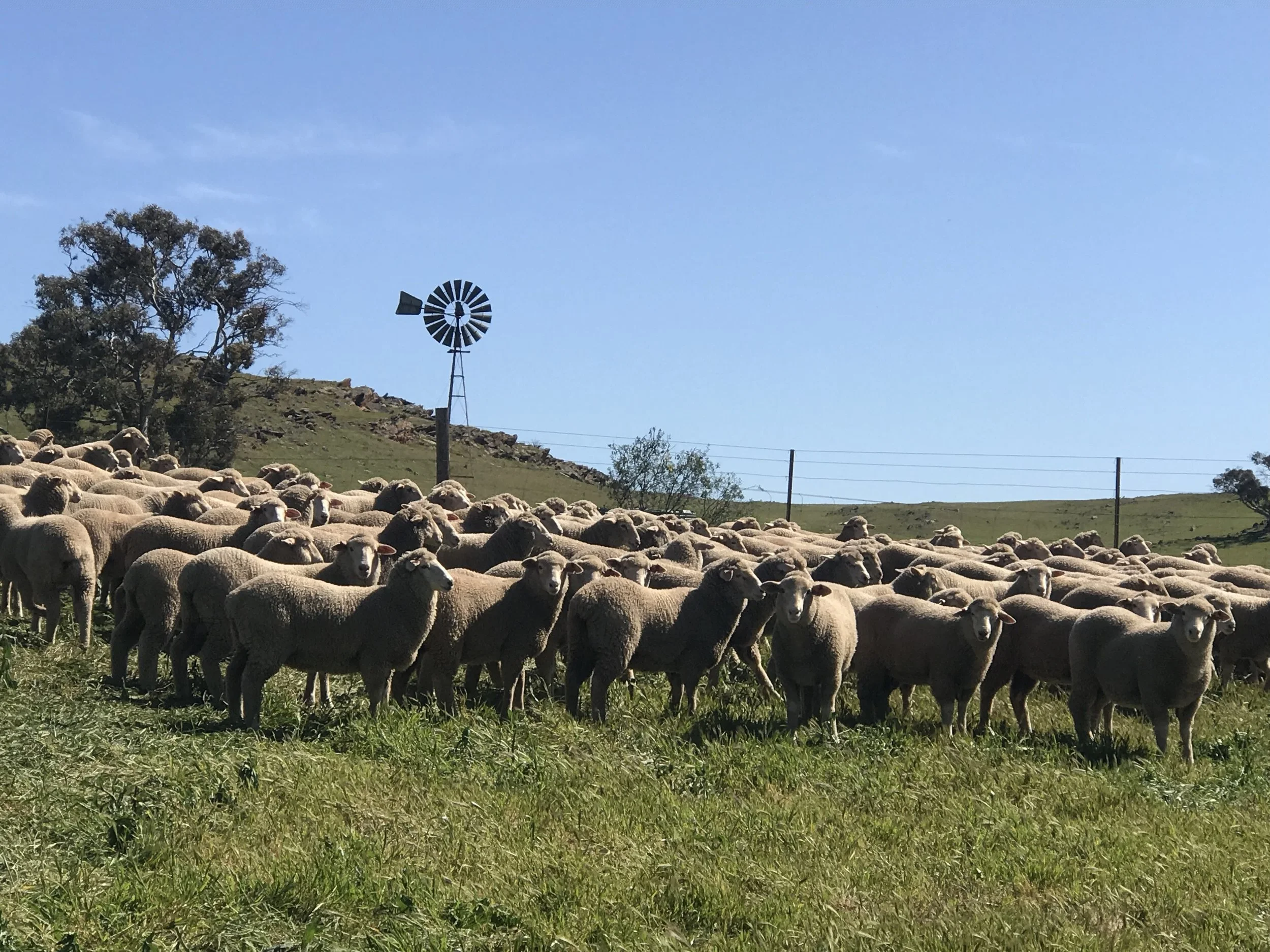 Peppermint Ridge Farm Co - Adelaide Hills I Adelaide Hills Beef and ...