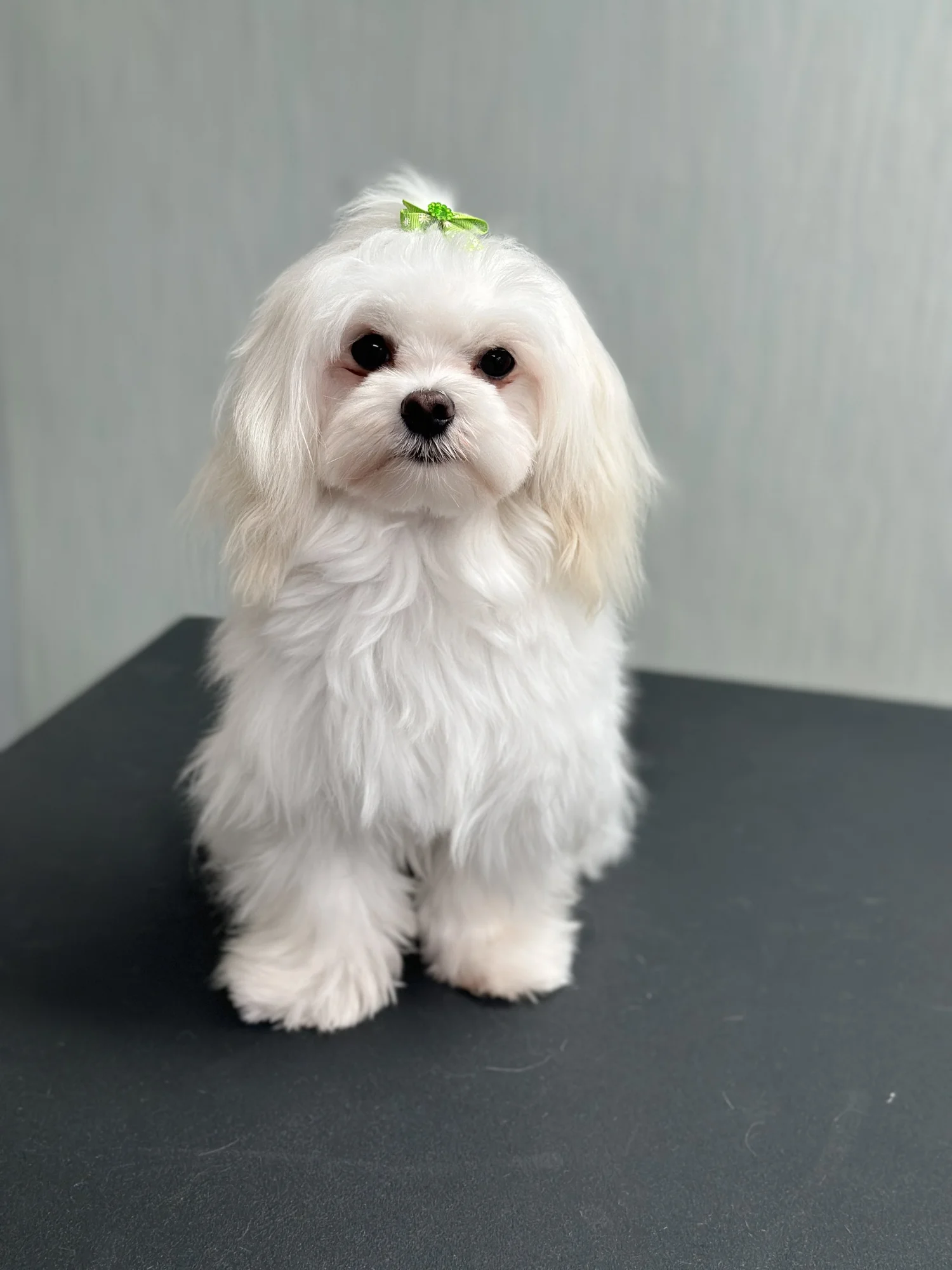 Poos vom Argental - Liebevolle Zucht von Maltipoo, Cavapoo und Havapoo