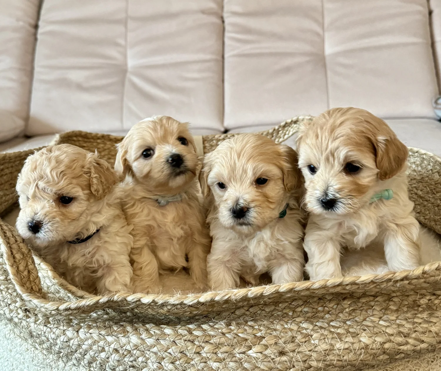 Poos vom Argental - Liebevolle Zucht von Maltipoo, Cavapoo und Havapoo