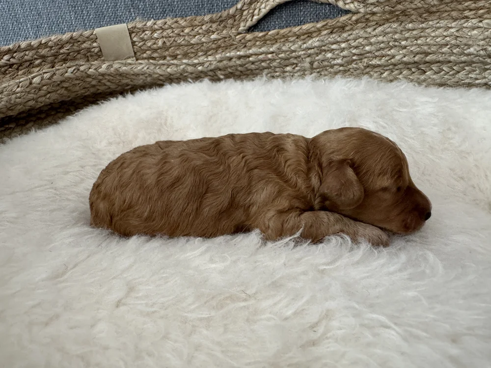 Cavapoo Welpen kaufen - Qualität und Liebe garantiert — Poos-vom-Argental