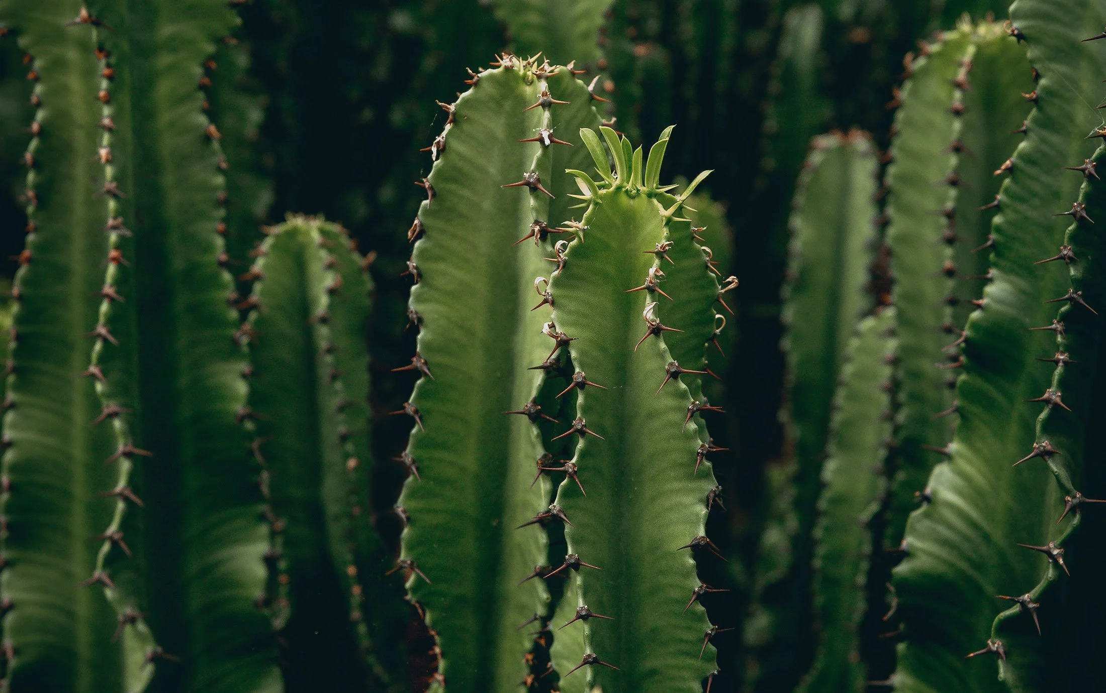 Cycladic Cuisine, Food Traditions — Villa Anat Paros